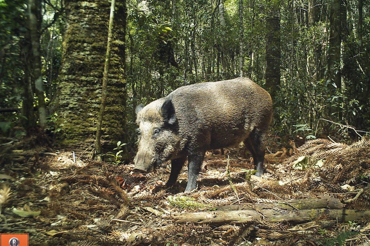 Wild pigs threaten biodiversity hotspots across South America, study shows