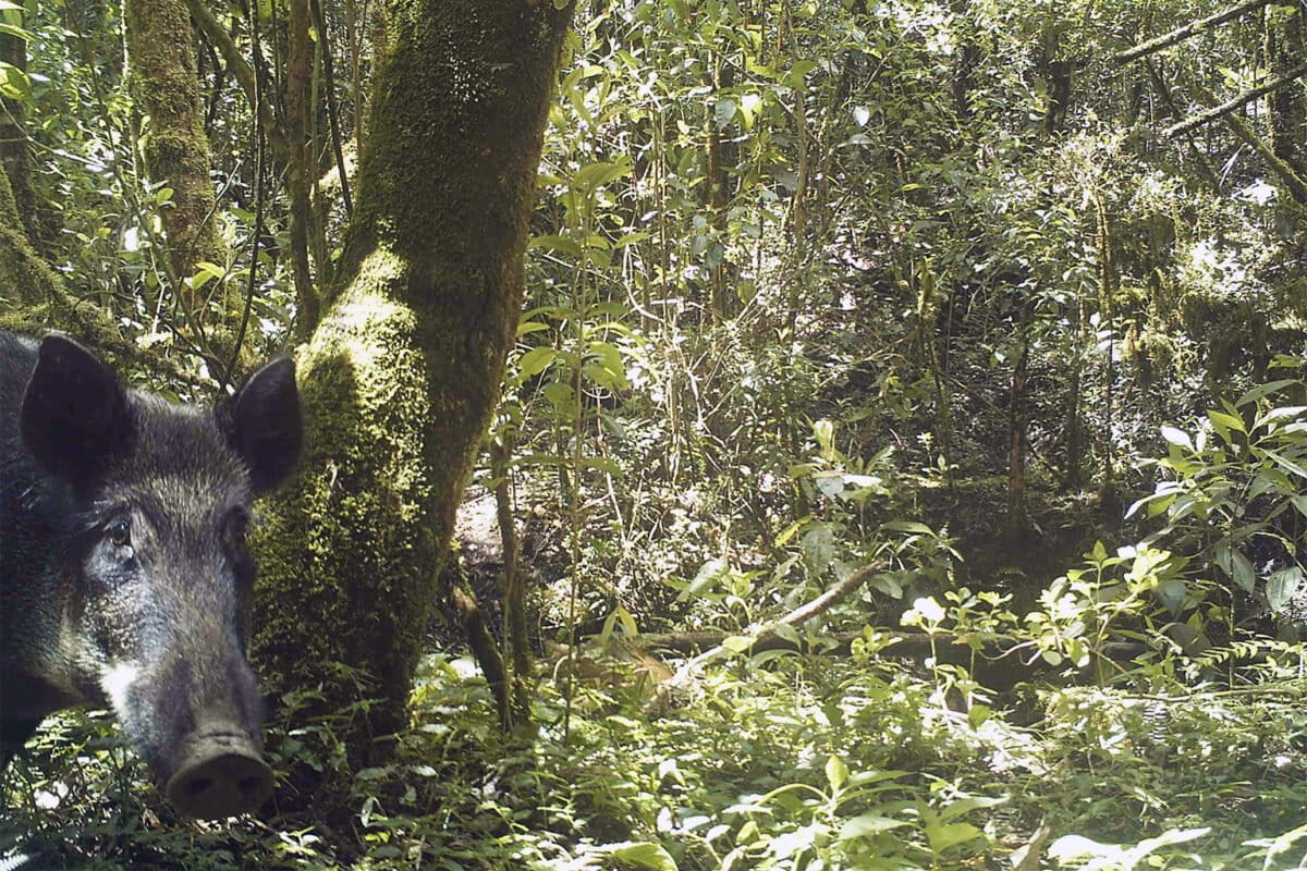 Wild pigs threaten biodiversity hotspots across South America, study shows