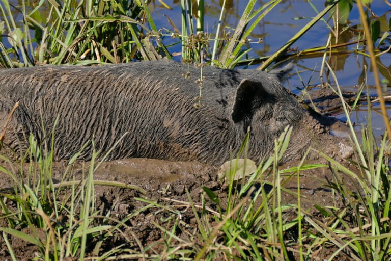 Wild pigs threaten biodiversity hotspots across South America, study shows