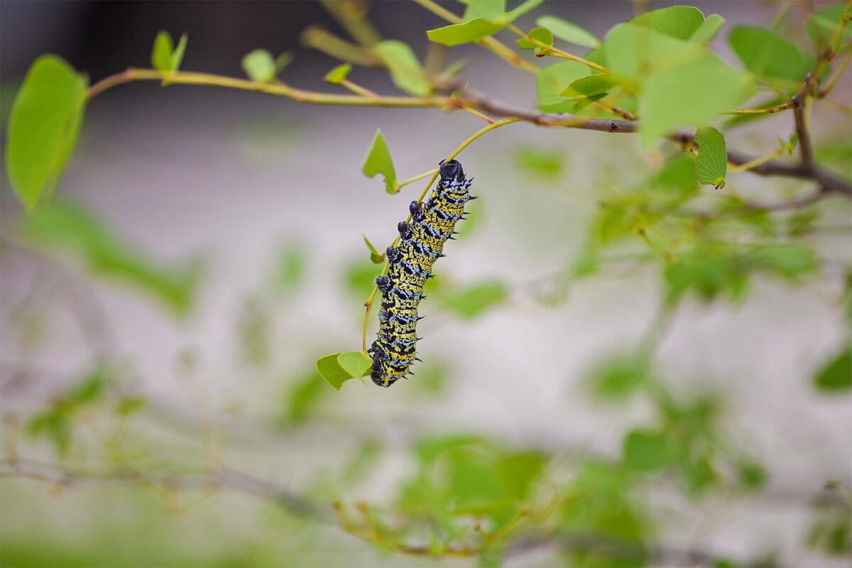 Southern African caterpillar that feeds millions may be next climate ...