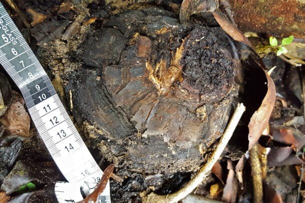 Philippines research offers hope for conserving enigmatic Rafflesia plants