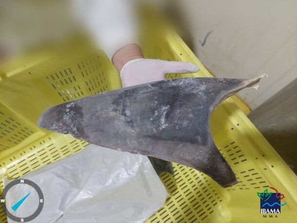 Brazil claims record shark fin bust: Nearly 29 tons from 10,000 sharks ...