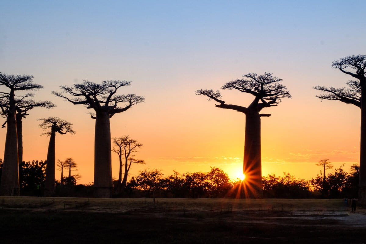 Fire imperils Madagascar’s baobabs: Q&A with park director Diamondra ...