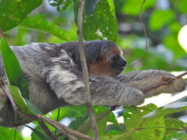 The ‘Sloth Lady of Suriname’: Q&A with Monique Pool