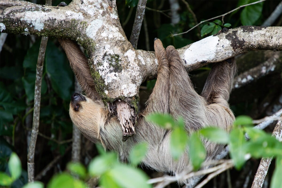 The ‘Sloth Lady of Suriname’: Q&A with Monique Pool