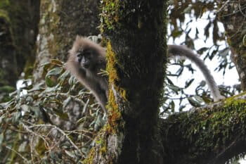 Meet the kipunji: A rare primate success story in Tanzania