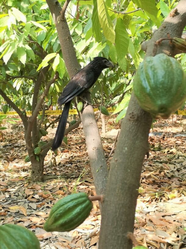 Birds and bats help Peruvian cacao farmers gain higher yields, study says