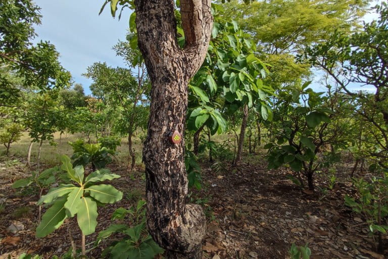 New Tree Tech: AI, drones, satellites and sensors give reforestation a ...
