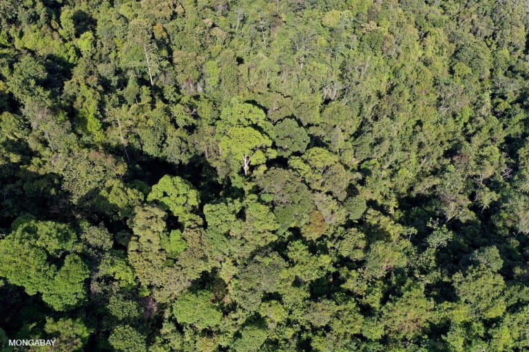 New Tree Tech: Data-driven reforestation methods match trees to habitats