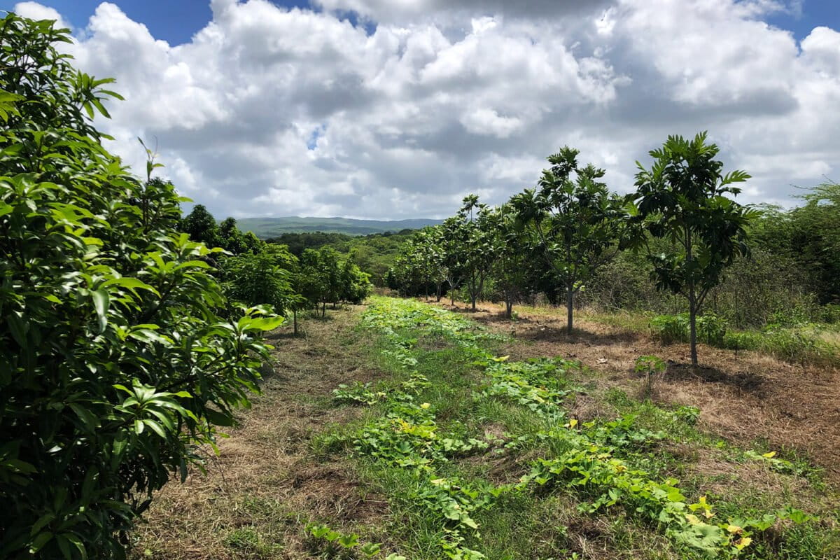 Breadfruit: A starchy, delicious climate and biodiversity solution