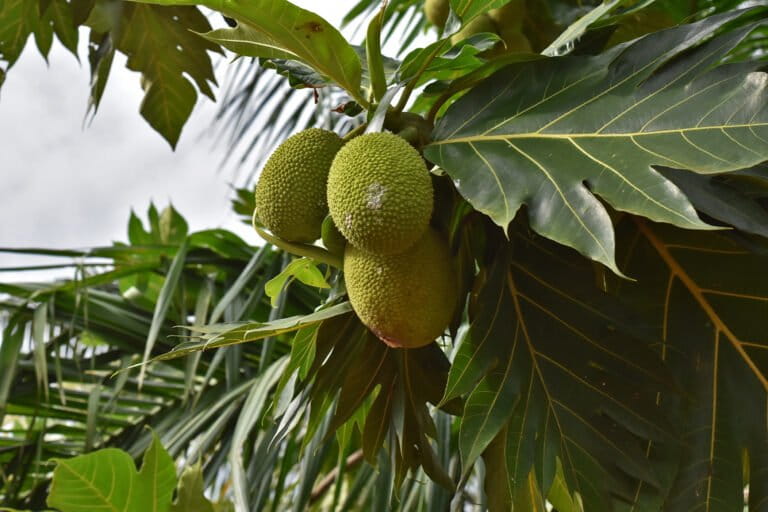 Breadfruit: A starchy, delicious climate and biodiversity solution