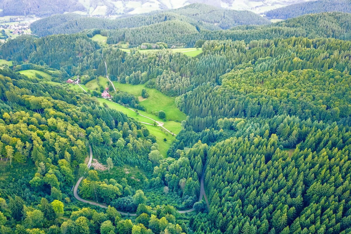 New Tree Tech: Real-time, long-term, high-tech reforestation monitoring