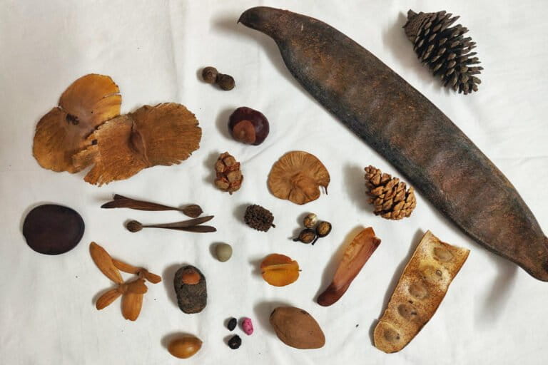 New Tree Tech: Cutting-edge drones give reforestation a helping hand