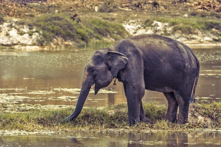 Bangladesh captive elephant death by train highlights need for conservation