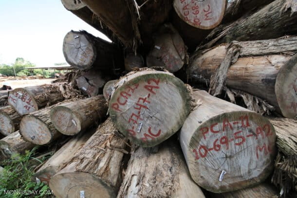 Current policy approaches in the Amazon: certainly necessary, but are ...