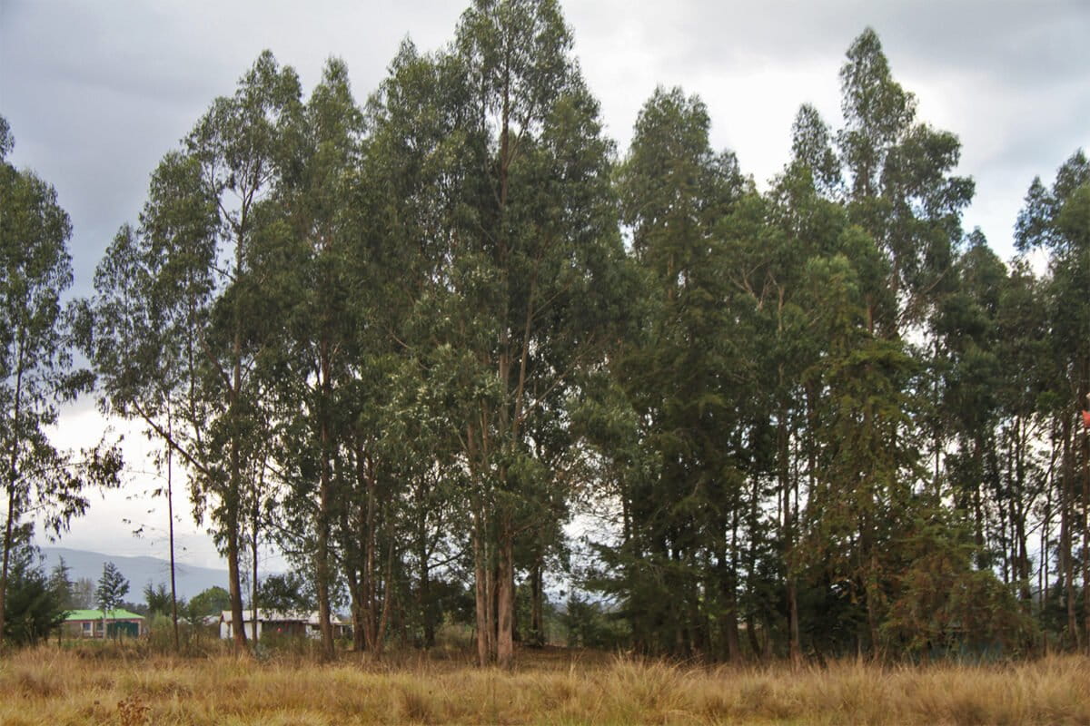 Sheep offer a livelihood for Kenyan farmers, and a lifeline for a rare bird