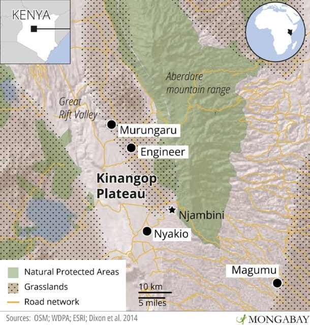 Sheep offer a livelihood for Kenyan farmers, and a lifeline for a rare bird