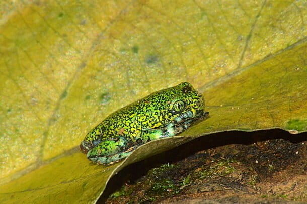 From cardamom to carbon: Bold new Tanzanian project is regrowing a ...