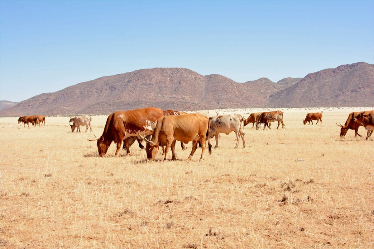 Even community stewardship can't save rangeland beset by legacy of misrule