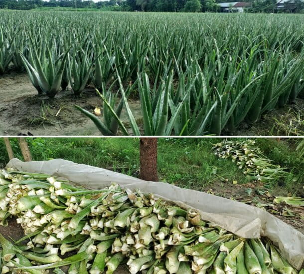 Bangladesh ‘Village of Herbs’ profits from planting rather than cutting ...