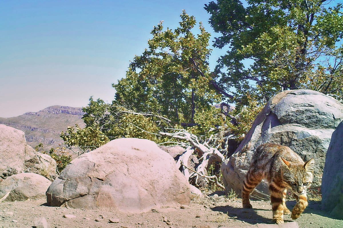 Small wildcats pose big challenges, but coexistence is very much possible