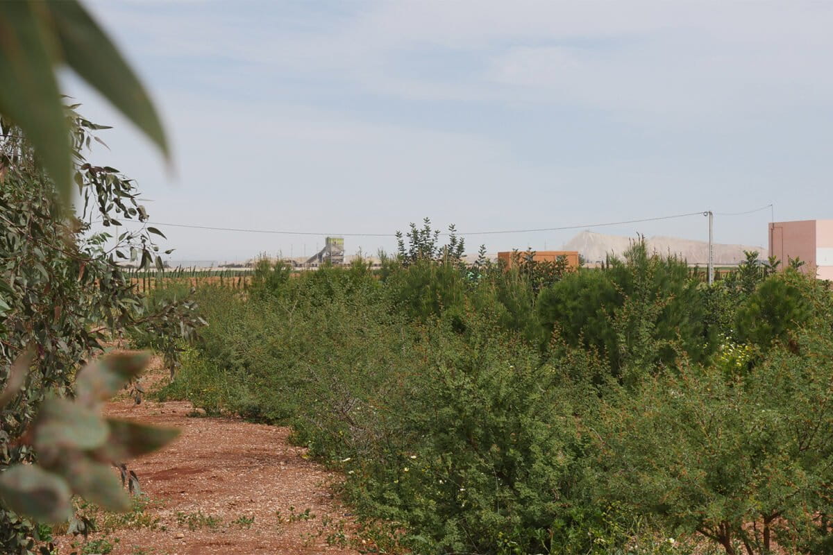 Revolutionizing Agriculture: Morocco rolls out a phosphorous-fueled ...