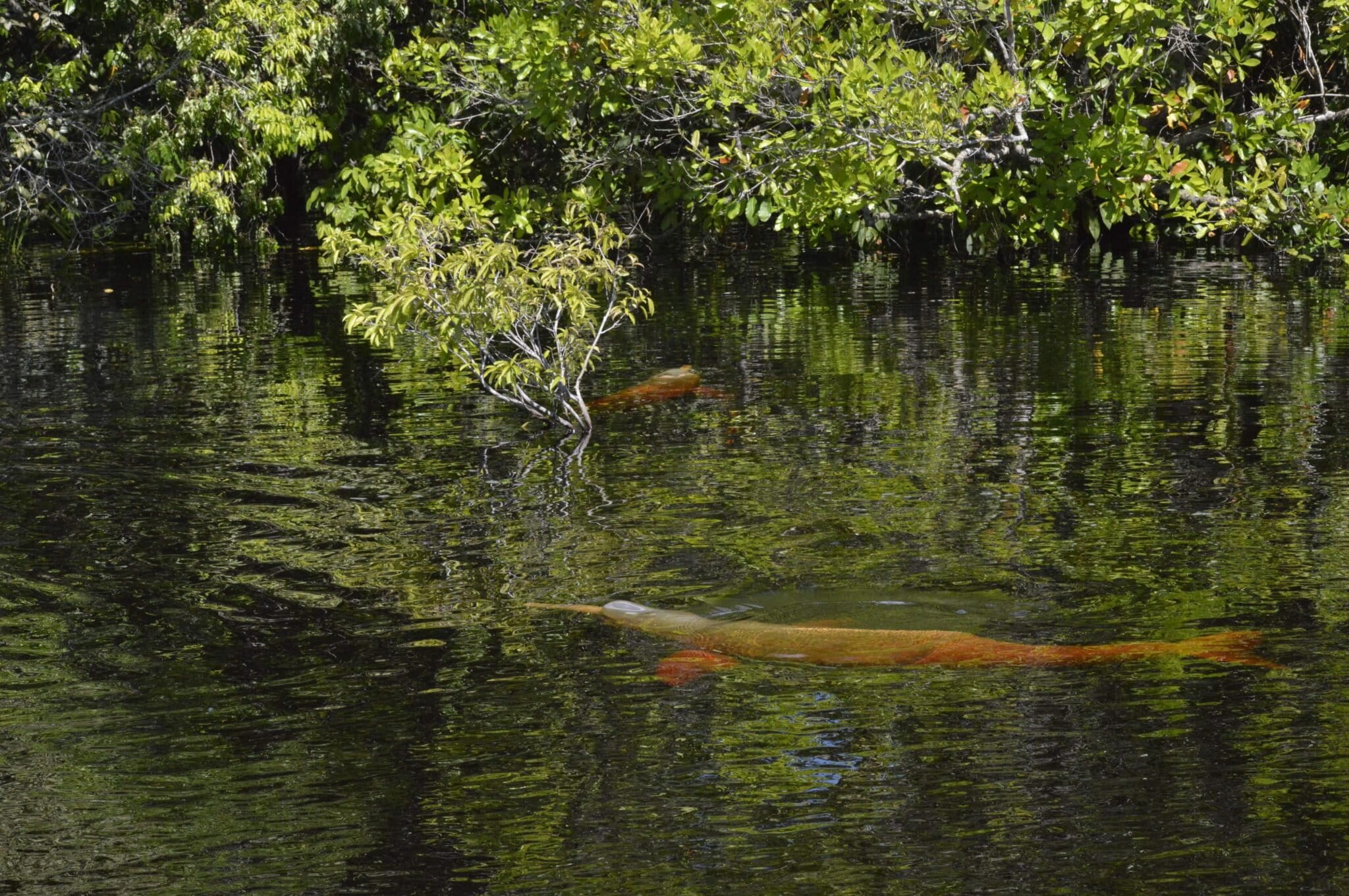 AI unlocks secrets of Amazon river dolphins' behavior, no tagging required