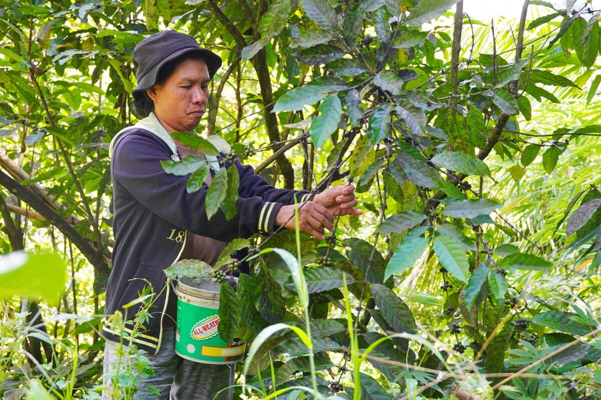 In Philippines, climate change tests Indigenous farming like never before