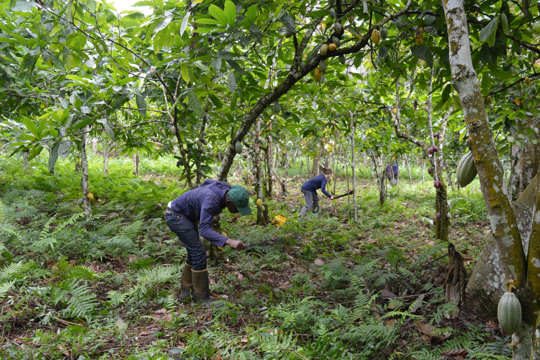 Study: Tall trees and shade boost bat diversity on Africa’s cocoa farms