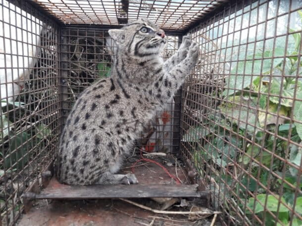 ‘More research leads to more awareness’: Q&A with fishing cat expert Rama Mishra