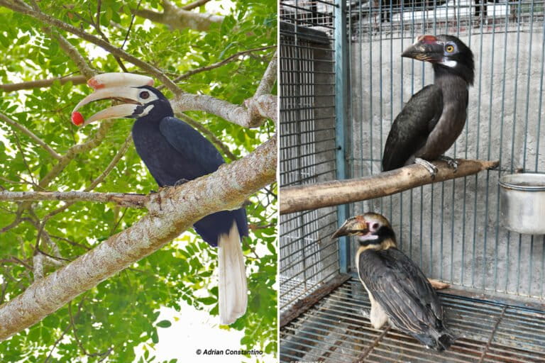 Online trade in Philippine hornbills threatens birds and forests