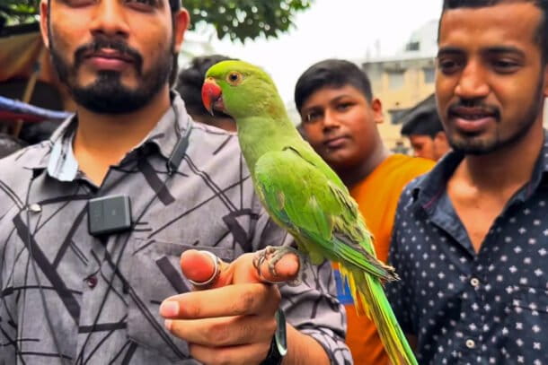 A thriving online market for wild birds emerges in Bangladesh