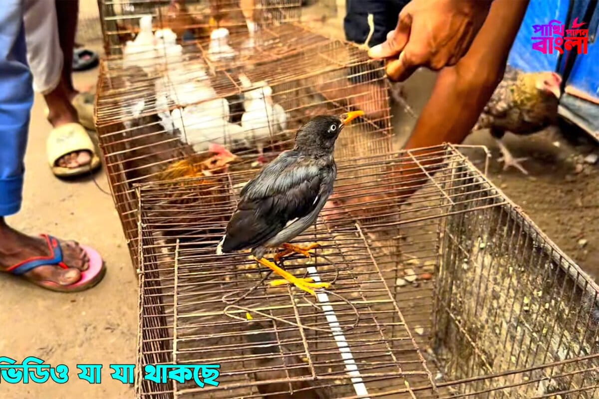 A thriving online market for wild birds emerges in Bangladesh