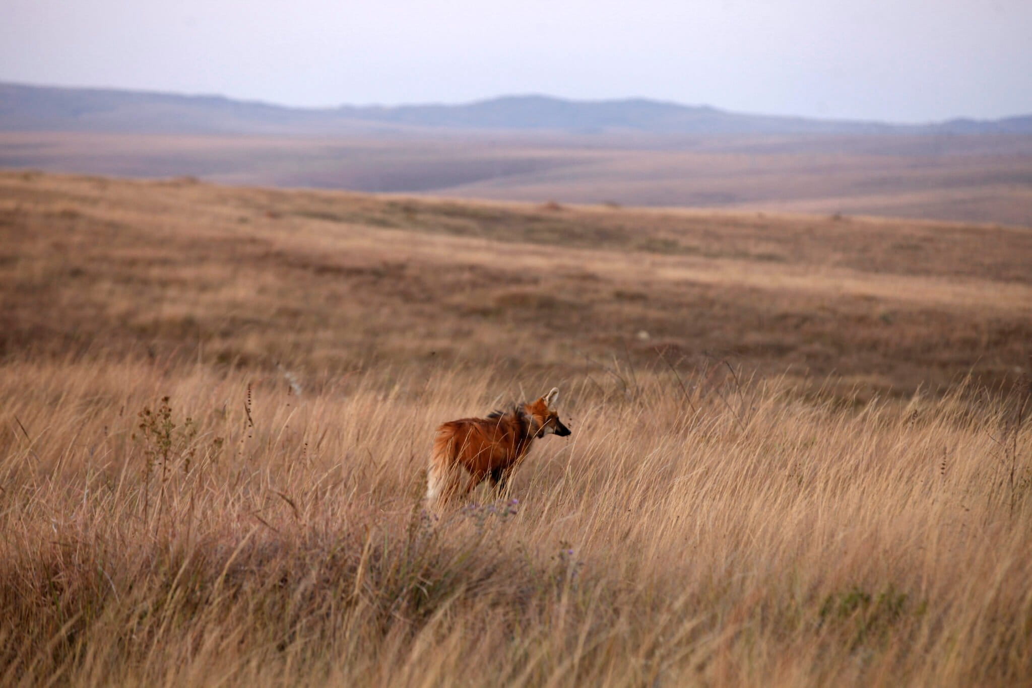 Heart rate monitors to measure stress on maned wolves in Brazil’s ...