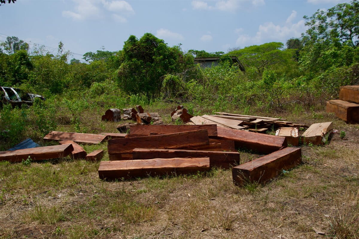 A forest gave Cambodia’s captive elephants a new life. Now they’re ...