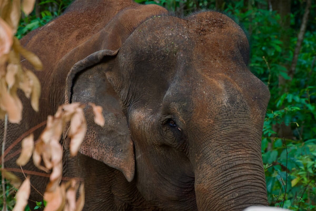 A forest gave Cambodia’s captive elephants a new life. Now they’re ...