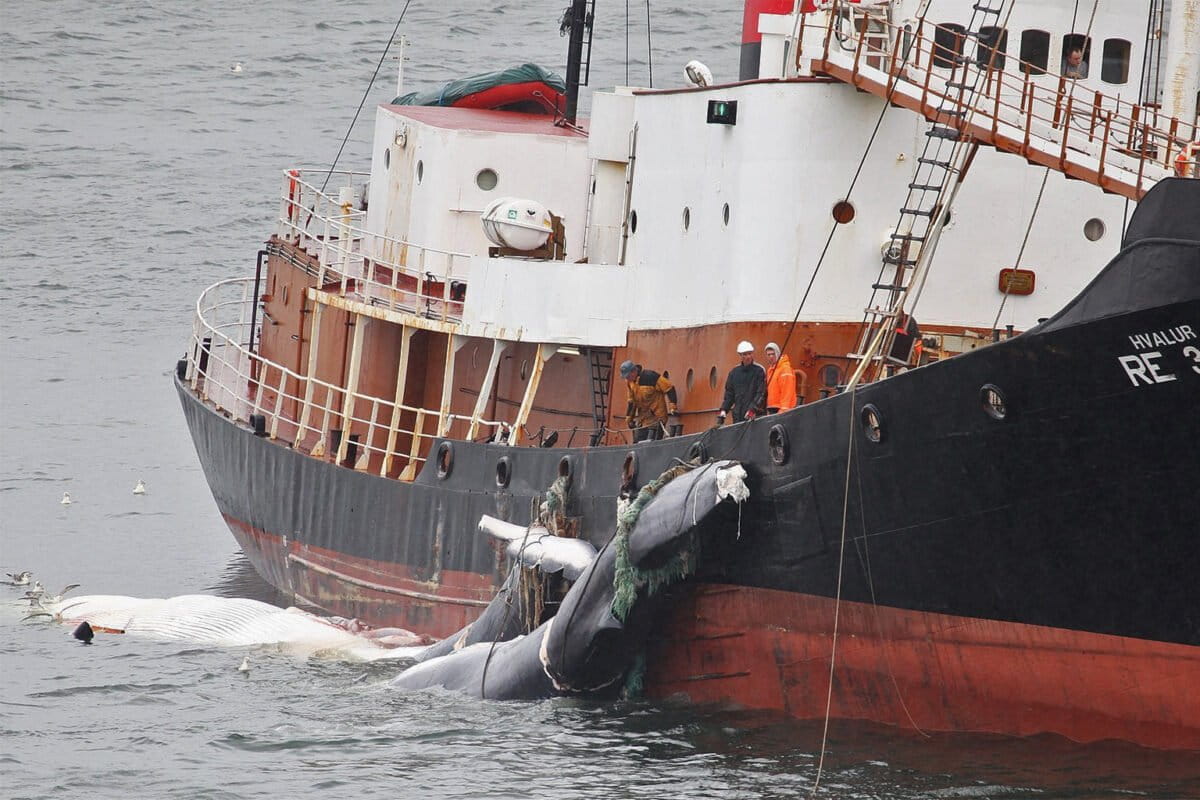 Icelandic government grants new license to whaling company to hunt 128 ...