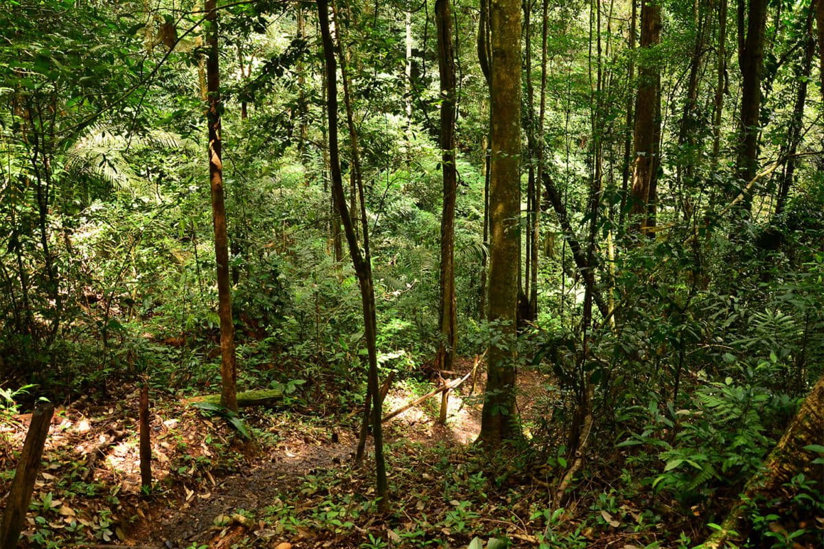 Suriname's tapirs: Conservation in the face of hunting and other threats