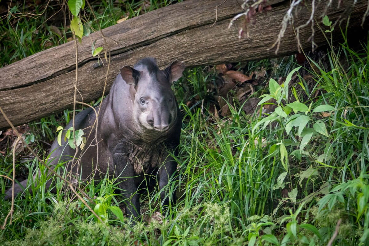 Suriname's tapirs: Conservation in the face of hunting and other threats
