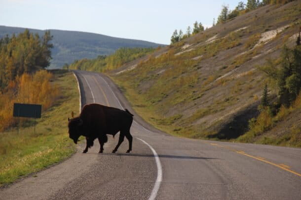 Can 'road ecology' save millions of animals?