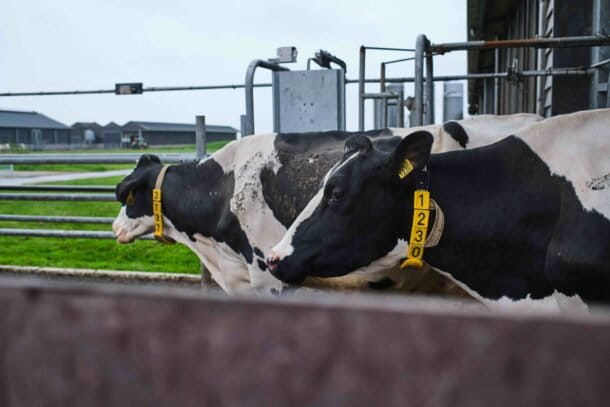 In the clash over Dutch farming, Europe’s future arrives