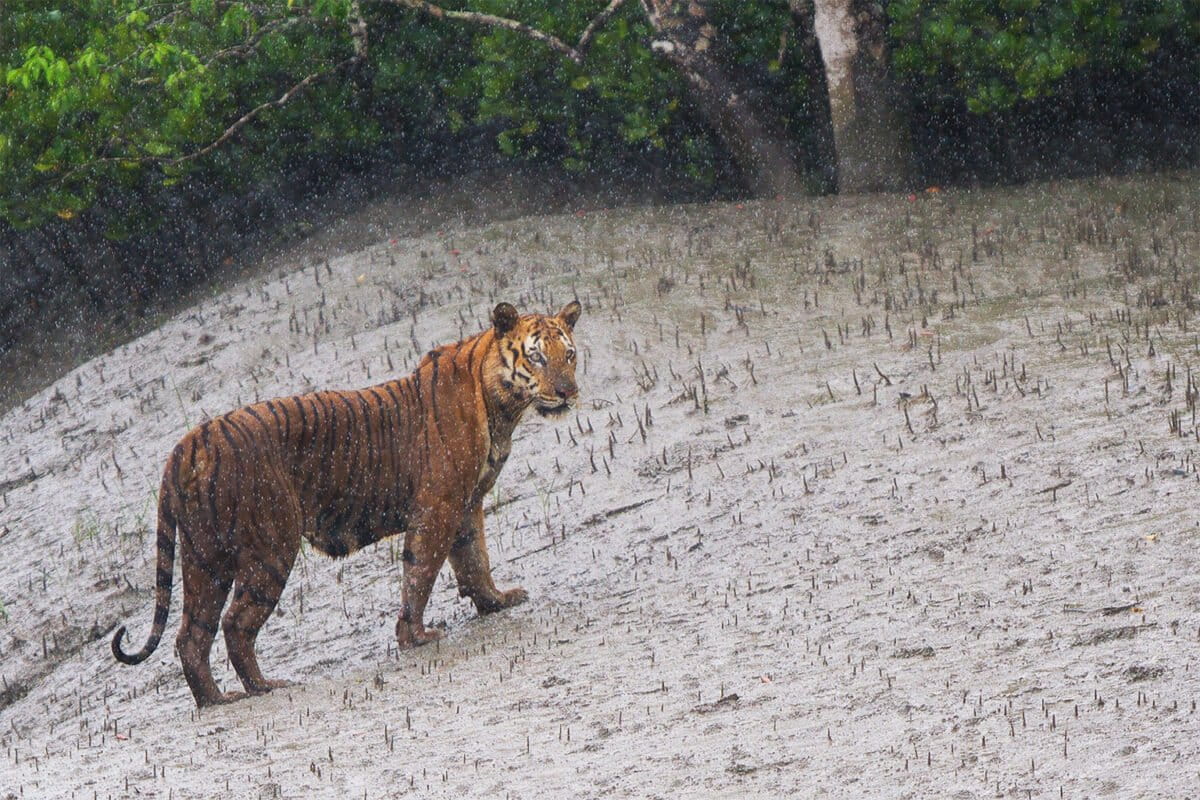 Sundarbans tiger and prey numbers rise amid Bangladesh conservation efforts