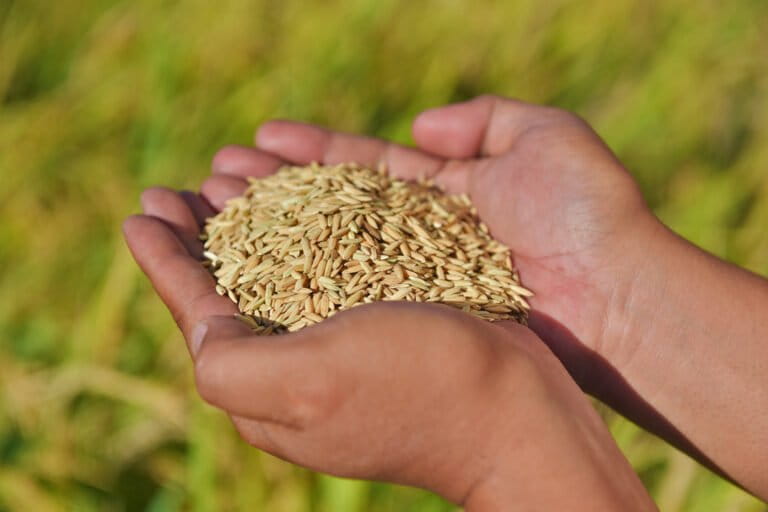 Is the genetically modified, nutrient-rich Golden Rice as safe as promised?