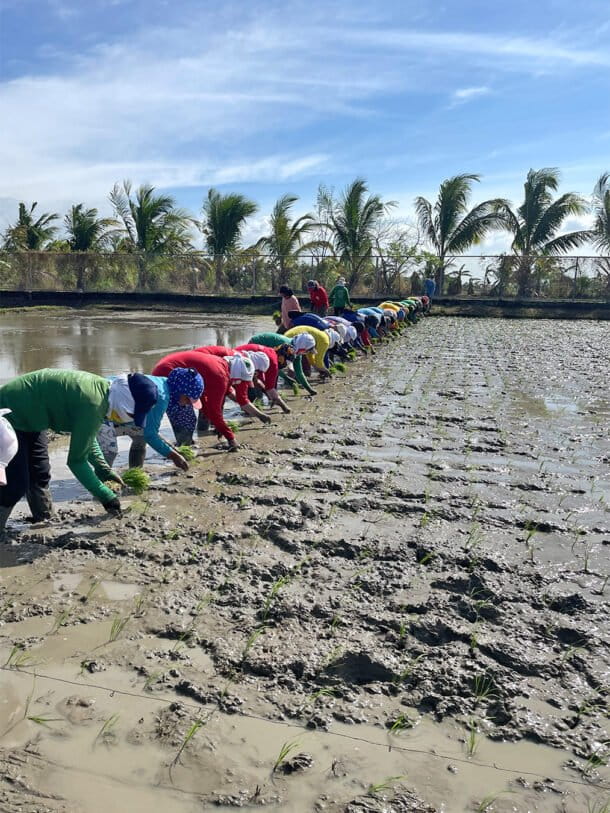 Is the genetically modified, nutrient-rich Golden Rice as safe as promised?