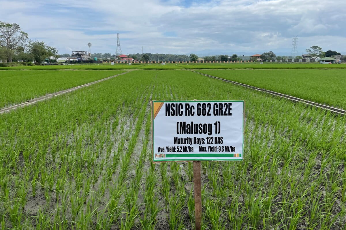 Is the genetically modified, nutrient-rich Golden Rice as safe as promised?