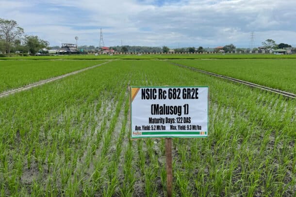 Is the genetically modified, nutrient-rich Golden Rice as safe as promised?