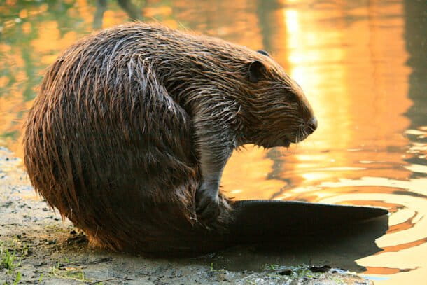 NASA satellites reveal restoration power of beavers - South Africa Today