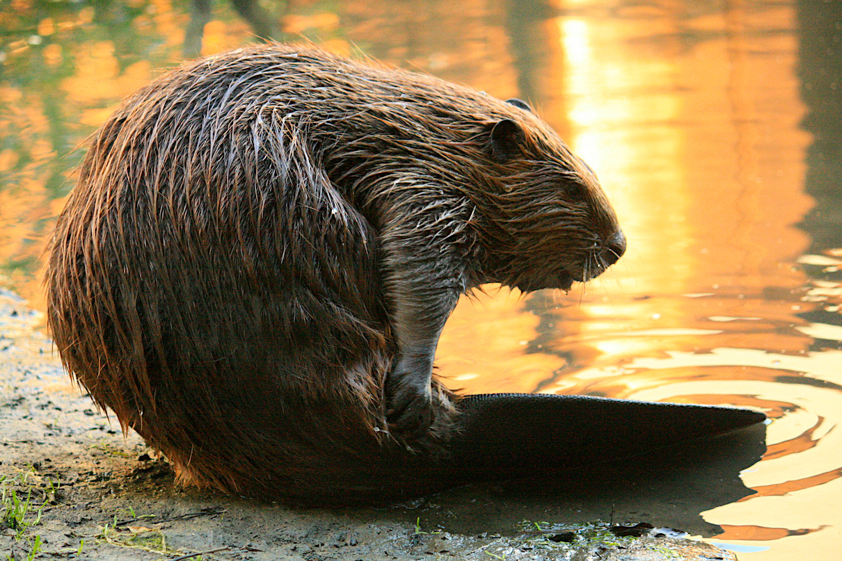 NASA satellites reveal restoration power of beavers