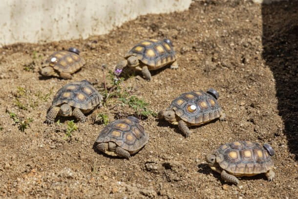 How hot are the desert tortoises getting? iButtons help find the answer