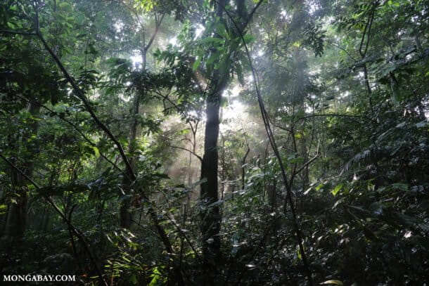 For Vietnam’s rare reptiles, lack of captive populations may spell doom